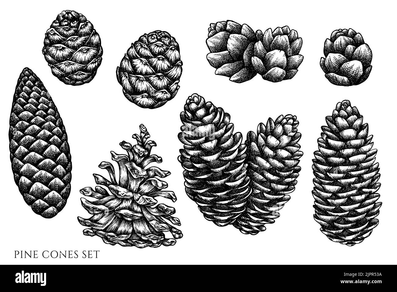 Mysterious forest vintage vector illustrations collection. Black and ...