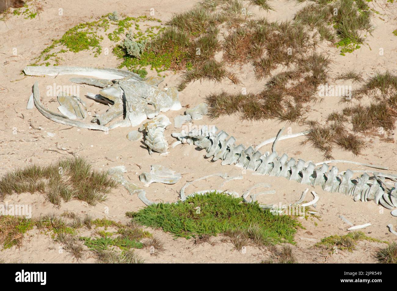 Skeleton of a Humpback Whale Stock Photo - Alamy