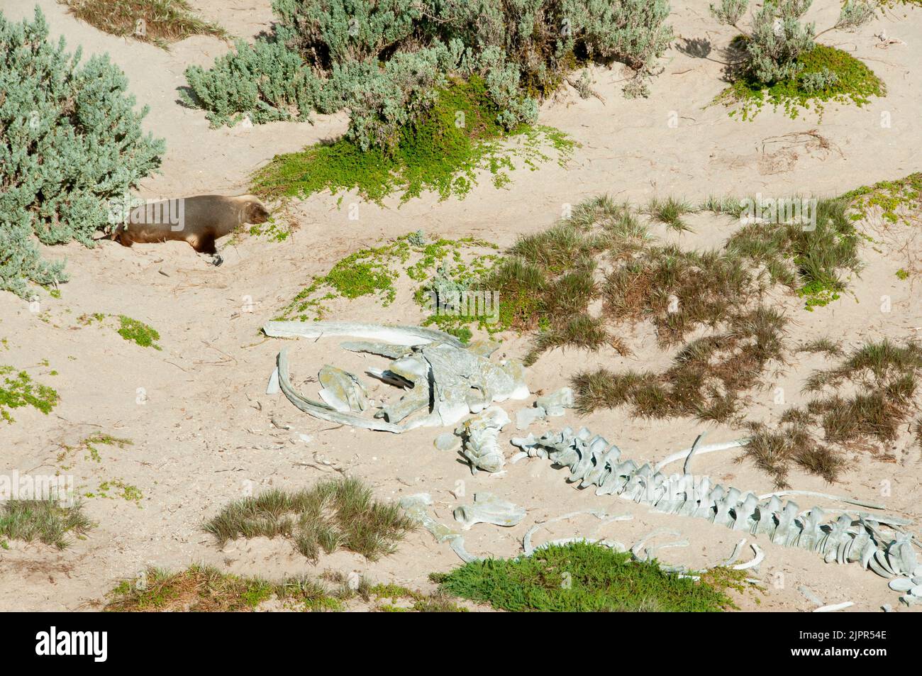 Humpback whale skeleton hi-res stock photography and images - Alamy