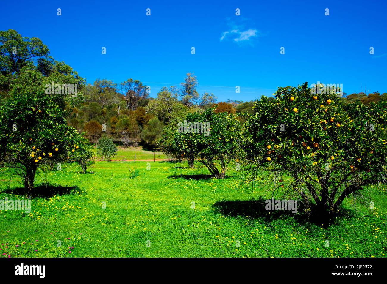 Orange Plantation - Western Australia Stock Photo - Alamy