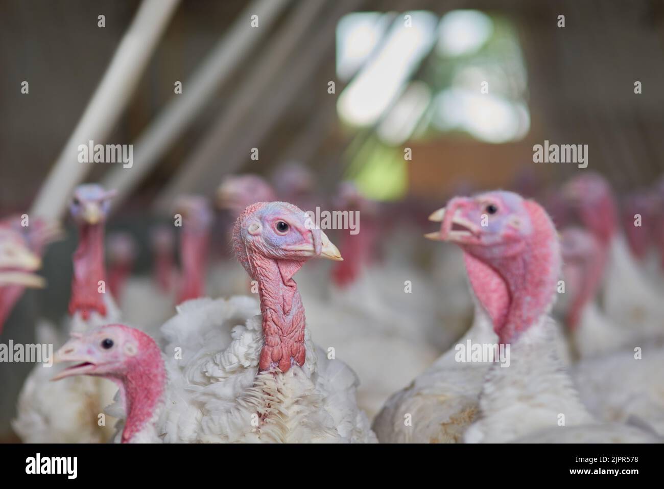 I wonder what theyre talking about. a flock of turkeys grouped together ...