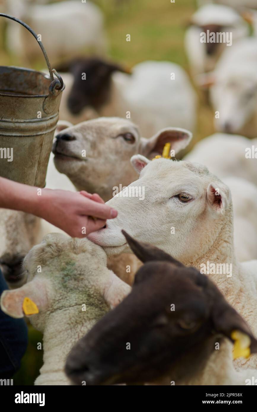 My turn. a unrecognisable farmer feeding a herd of sheep with his hand ...
