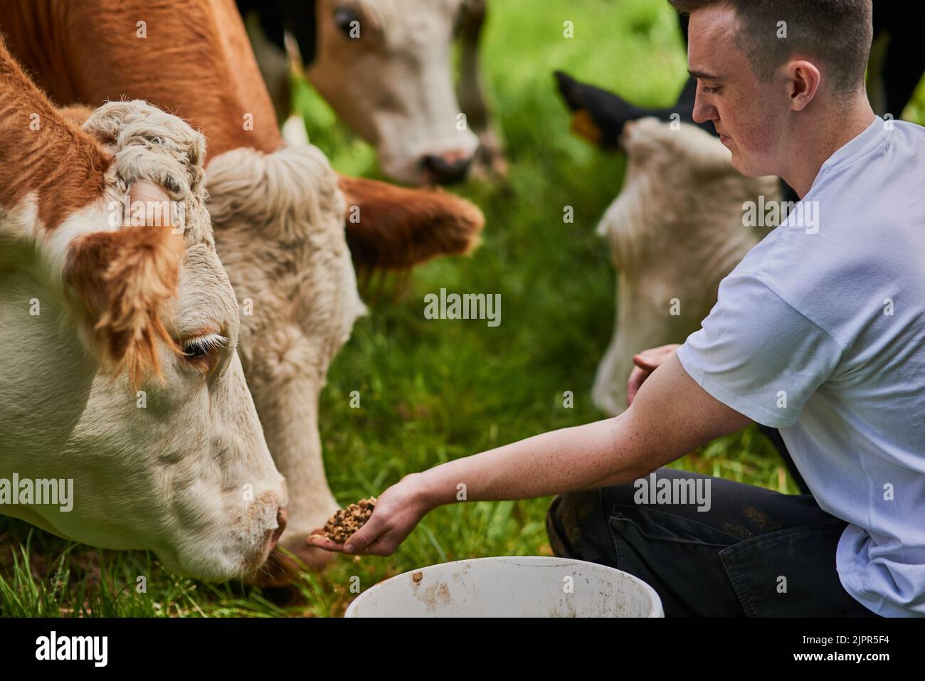 Hand feeding cow hi-res stock photography and images - Alamy