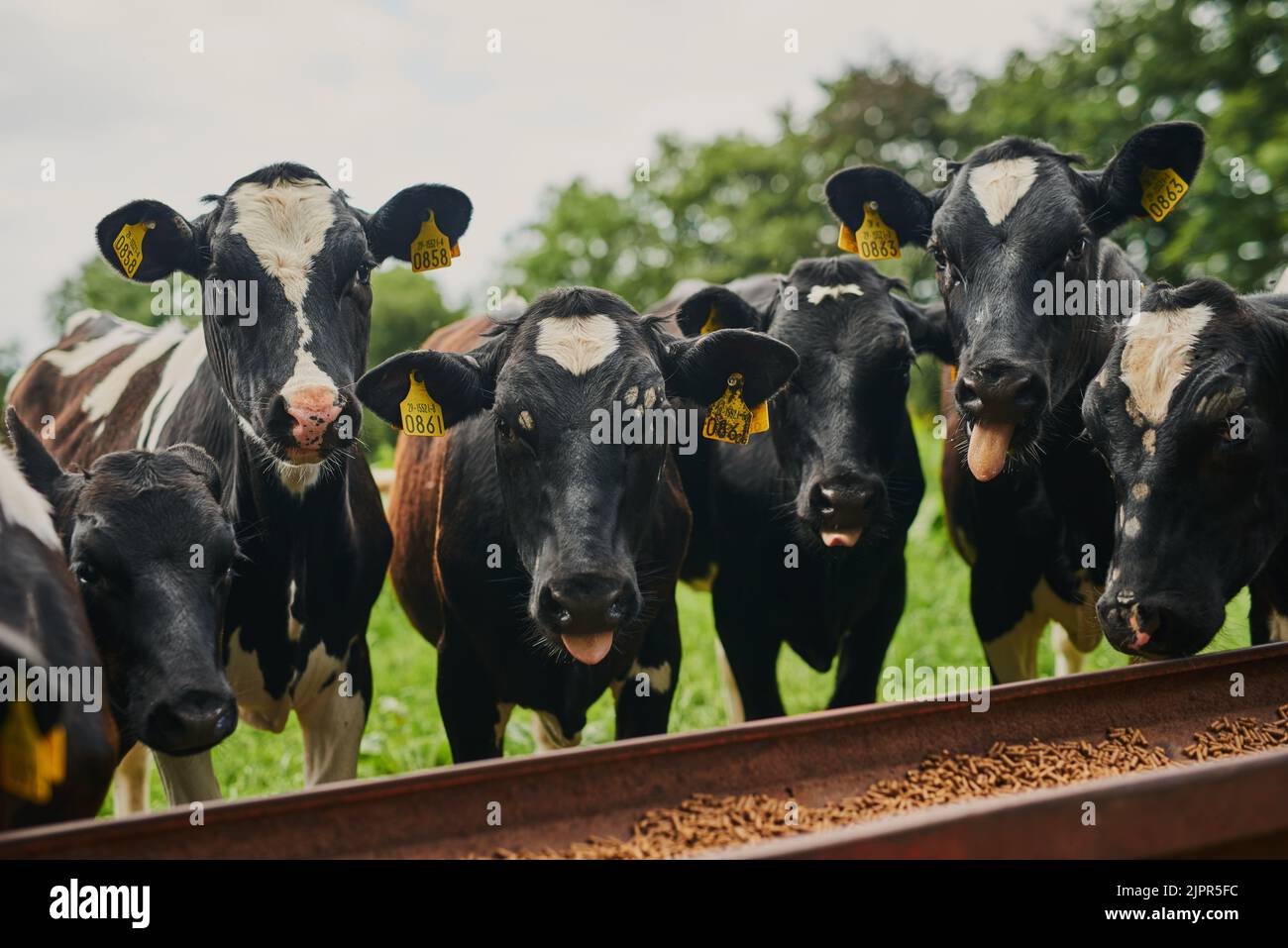 Its chow time. a herd of cows feeding on a dairy farm Stock Photo - Alamy