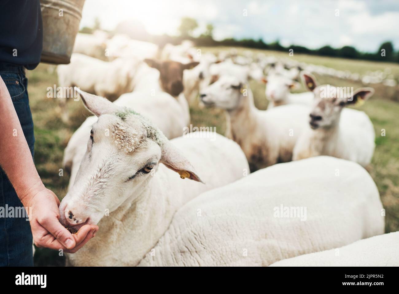 Heres a bit for you. a unrecognizable farmer feeding his sheep with his ...