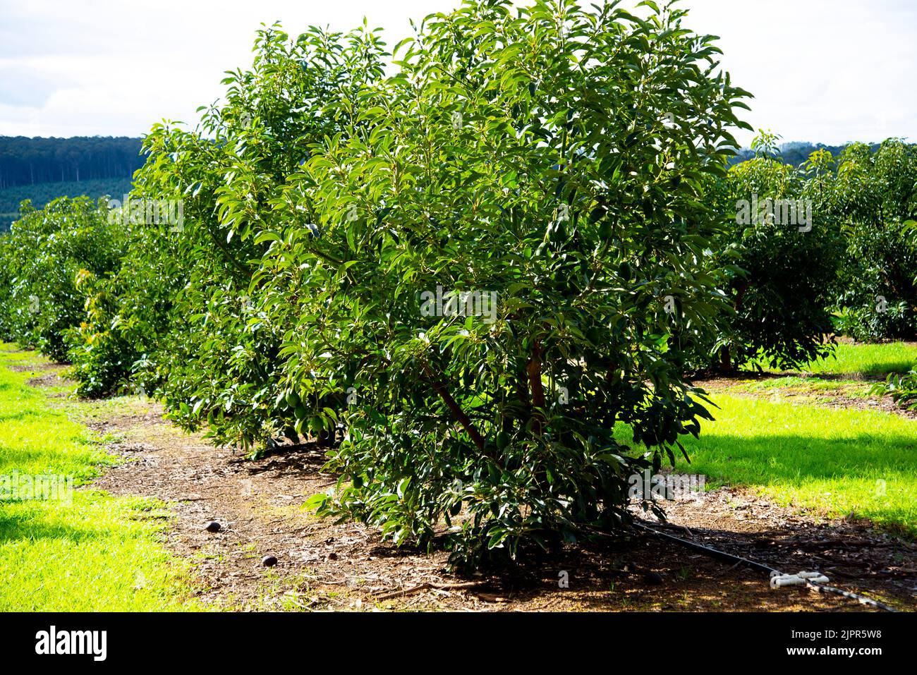 Organic Avocado Plantation - Western Australia Stock Photo - Alamy
