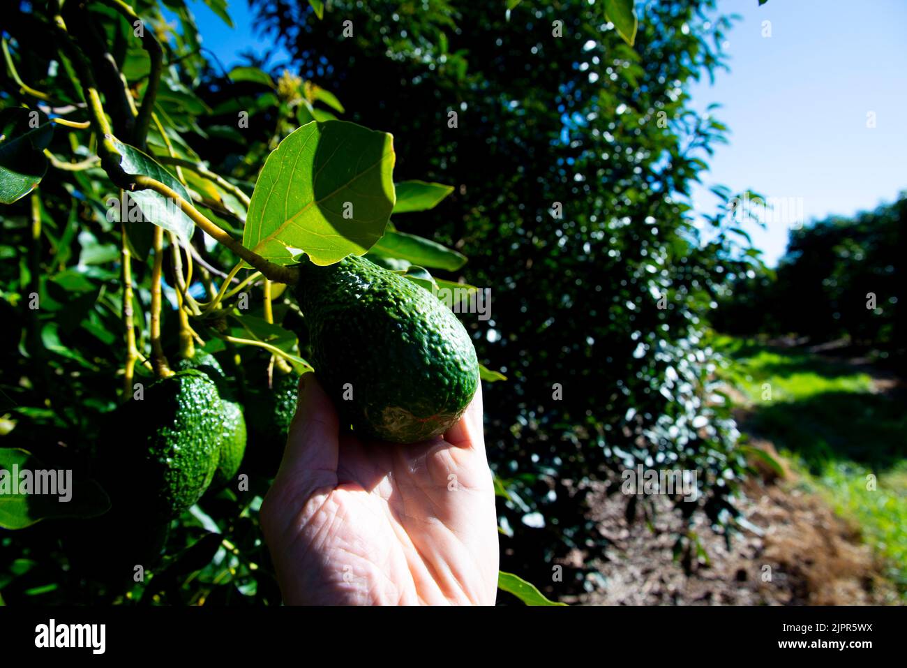 Organic Avocado Plantation - Western Australia Stock Photo - Alamy