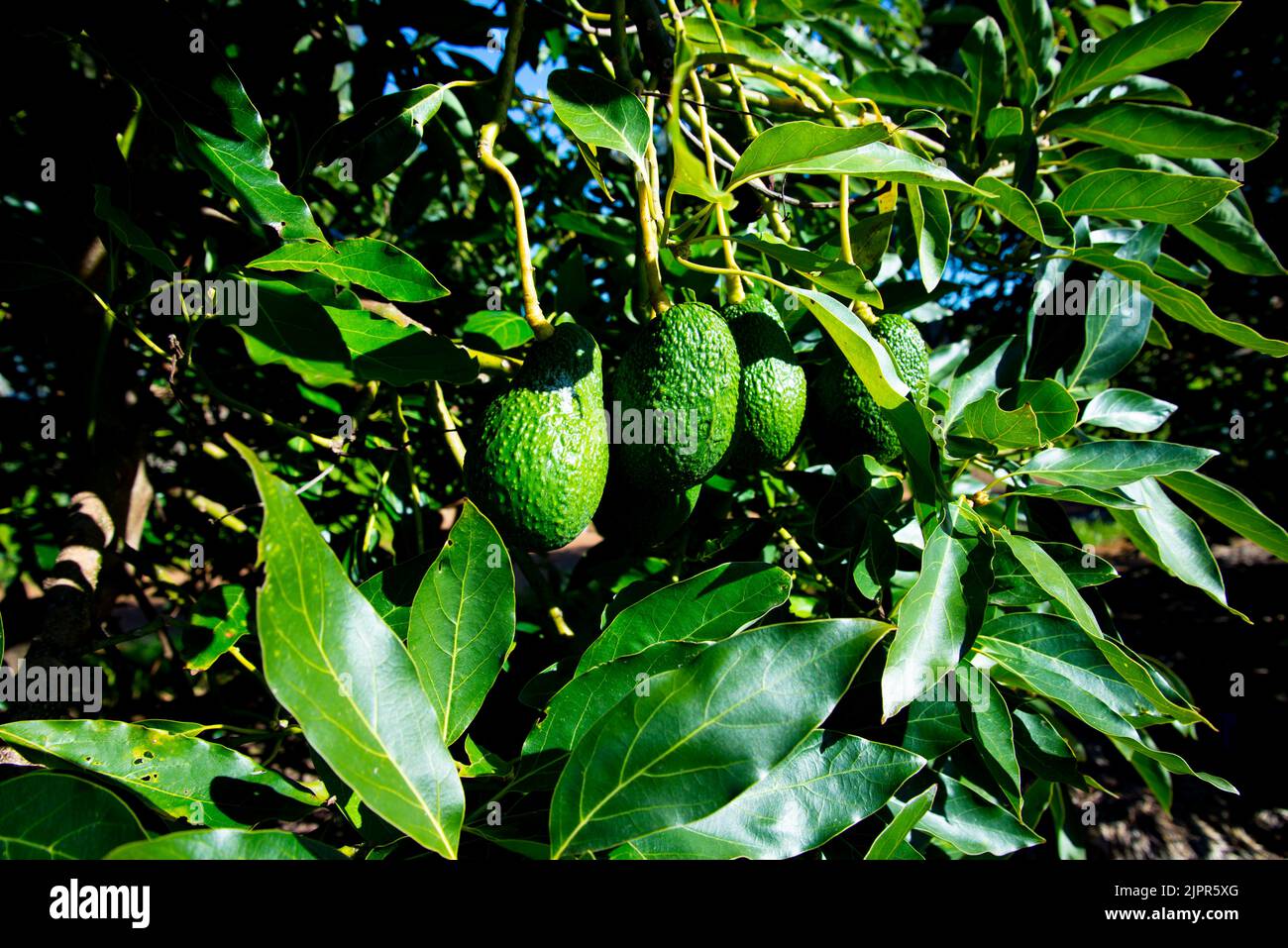Organic Avocado Plantation - Western Australia Stock Photo - Alamy