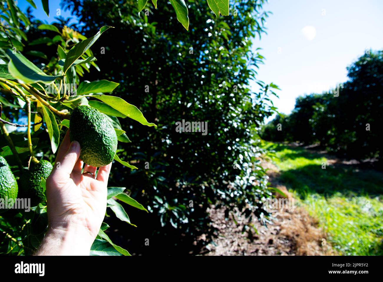 Organic Avocado Plantation - Western Australia Stock Photo - Alamy