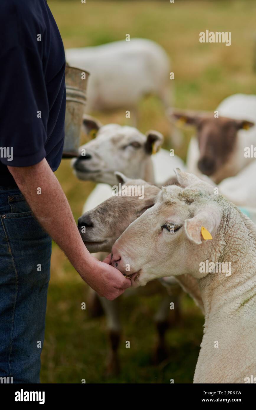 Who hast had yet. a unrecognisable farmer feeding a herd of sheep with ...