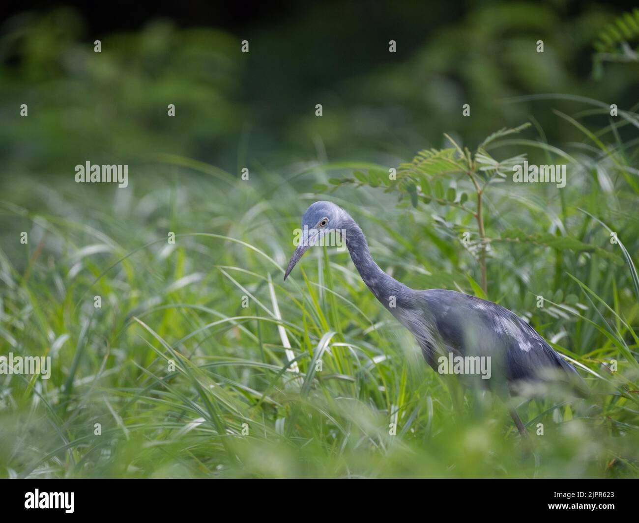 Immature molting Little Blue Heron with mostly blue feathers, looking ...