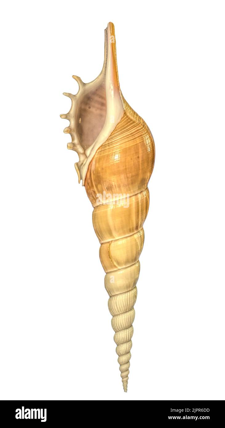 Tibia Fusus conch shell illustration isolated on white with clipping ...