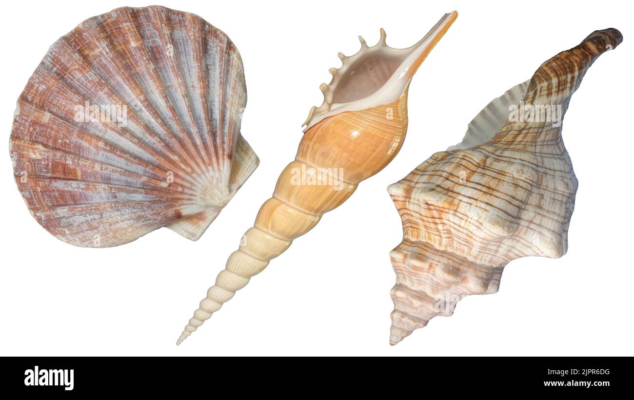 Three seashells isolated on white background with clipping paths Stock ...