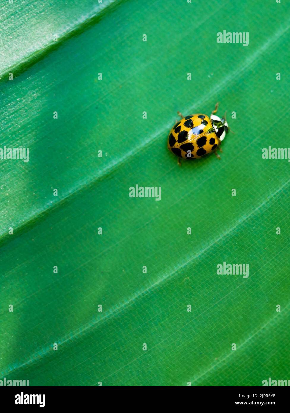 Yellow polka dots background hi-res stock photography and images - Alamy