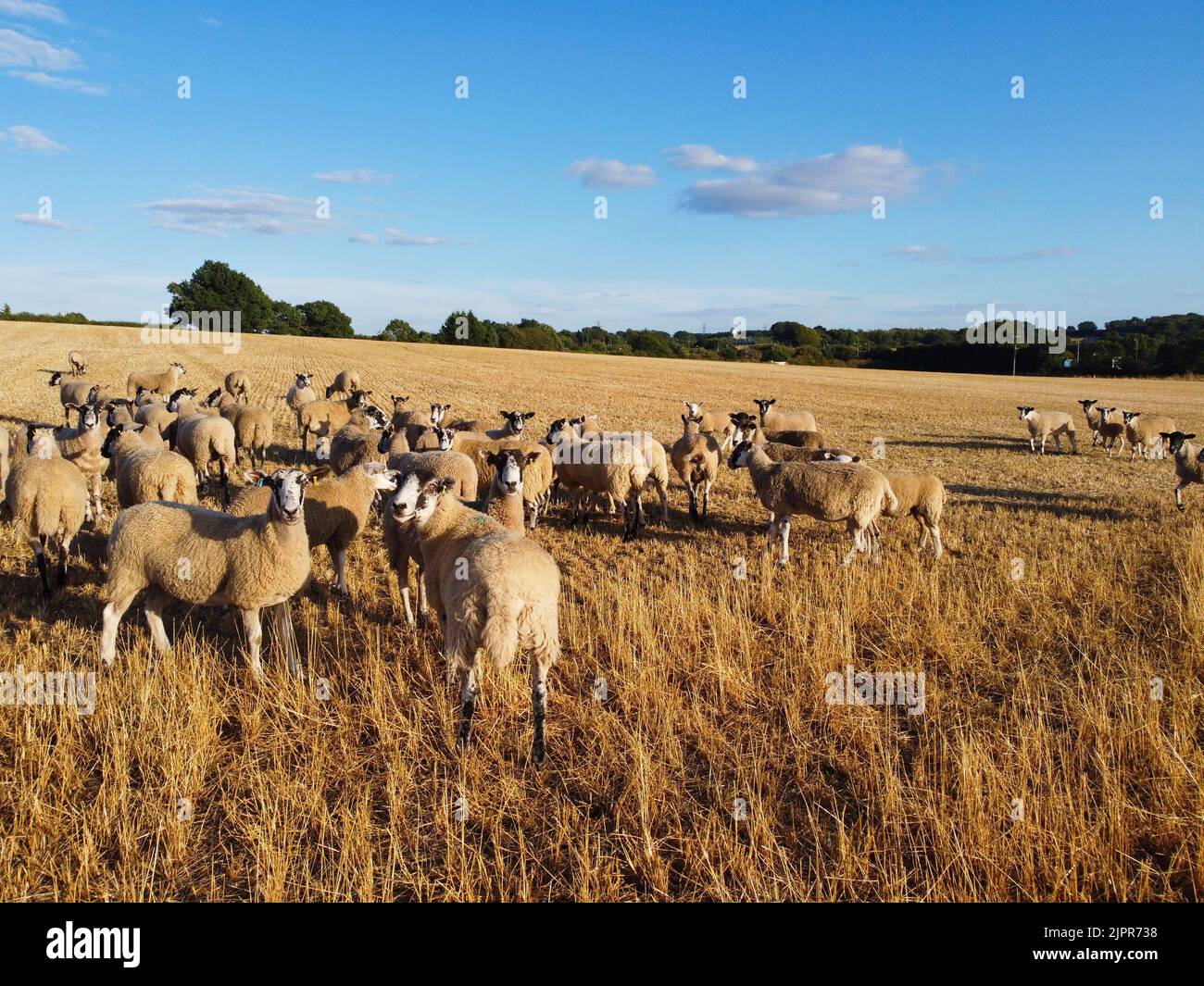 Drones flock hi-res stock photography and images - Alamy