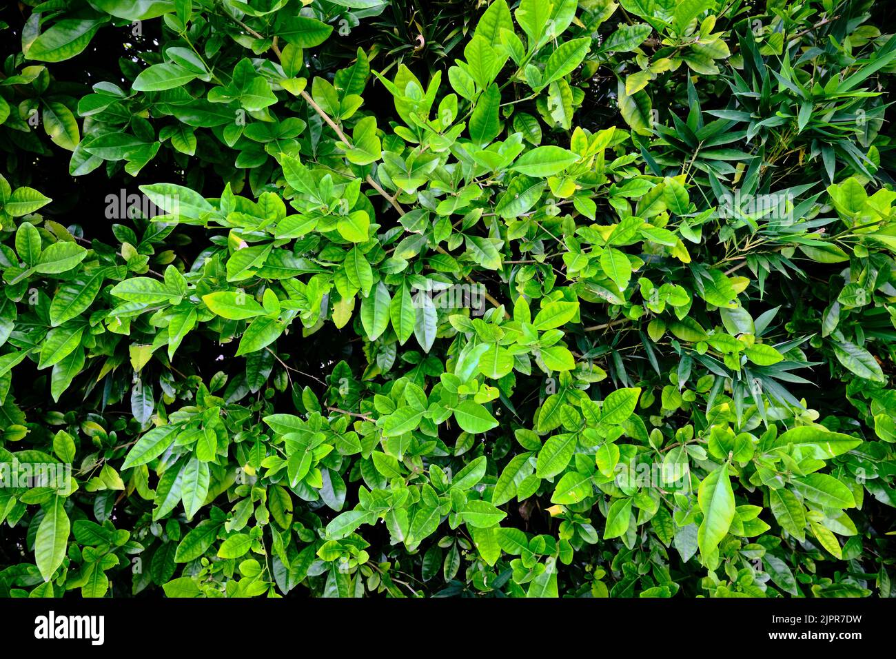 Healthy green plants hi-res stock photography and images - Alamy
