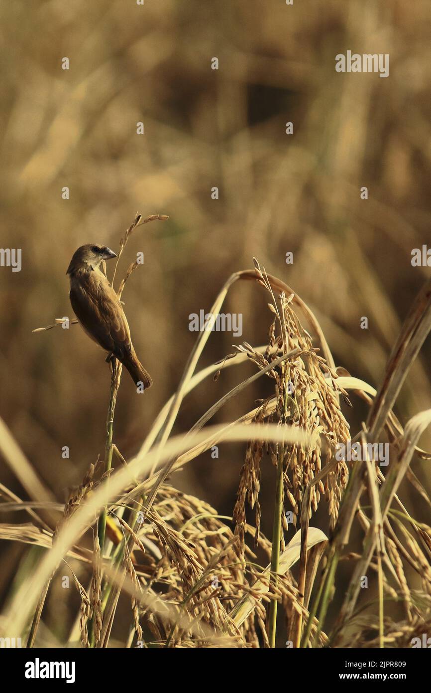 Sheaf of paddy hi-res stock photography and images - Alamy