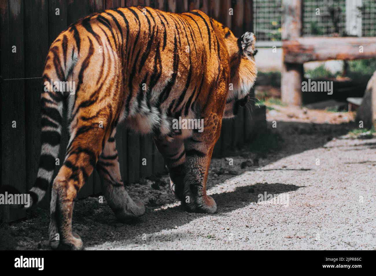 Indian, tiger, Ranthambore,ZOO. Slovakia Stock Photo - Alamy