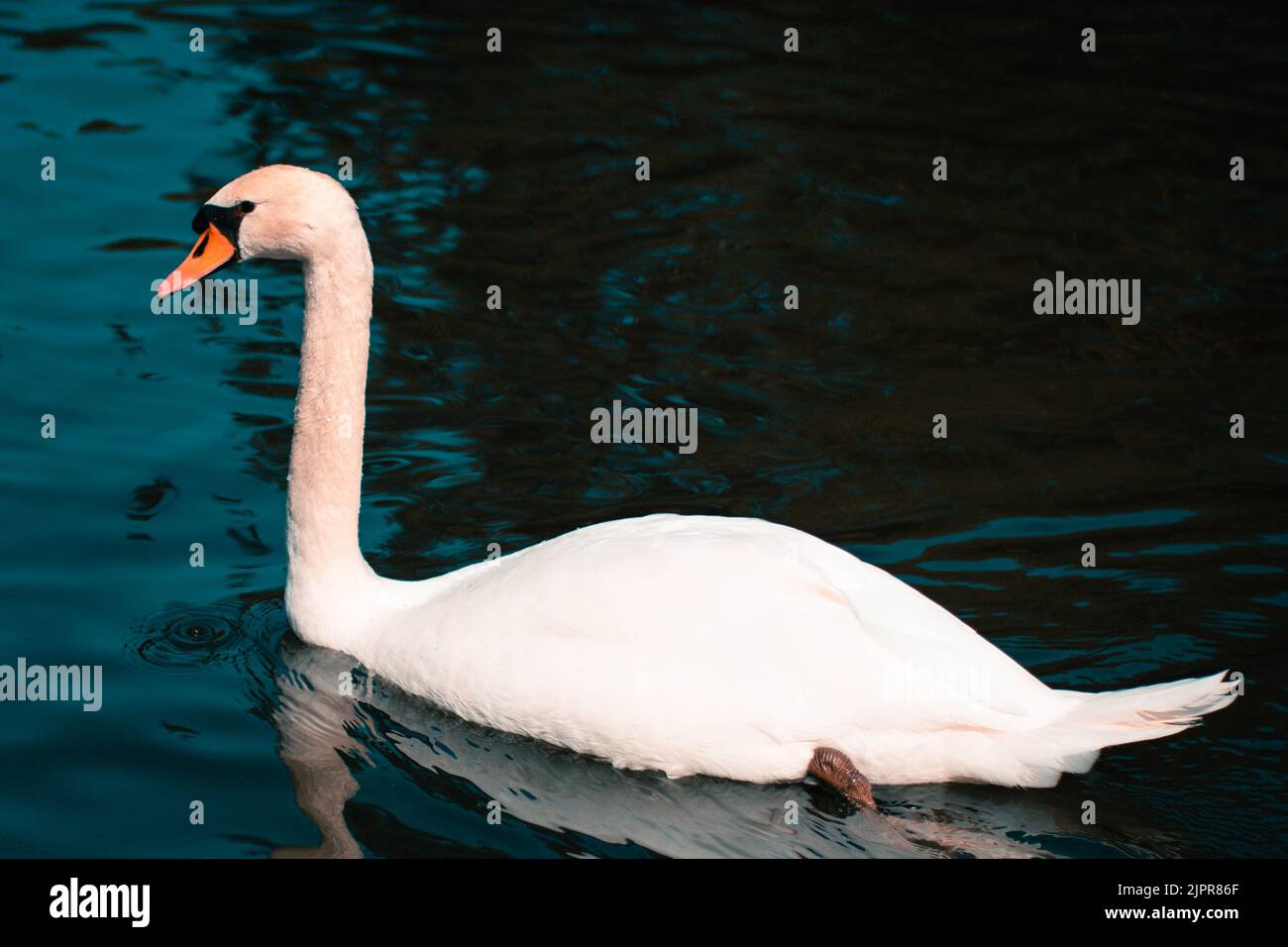 Close up black swans duck hi-res stock photography and images - Alamy