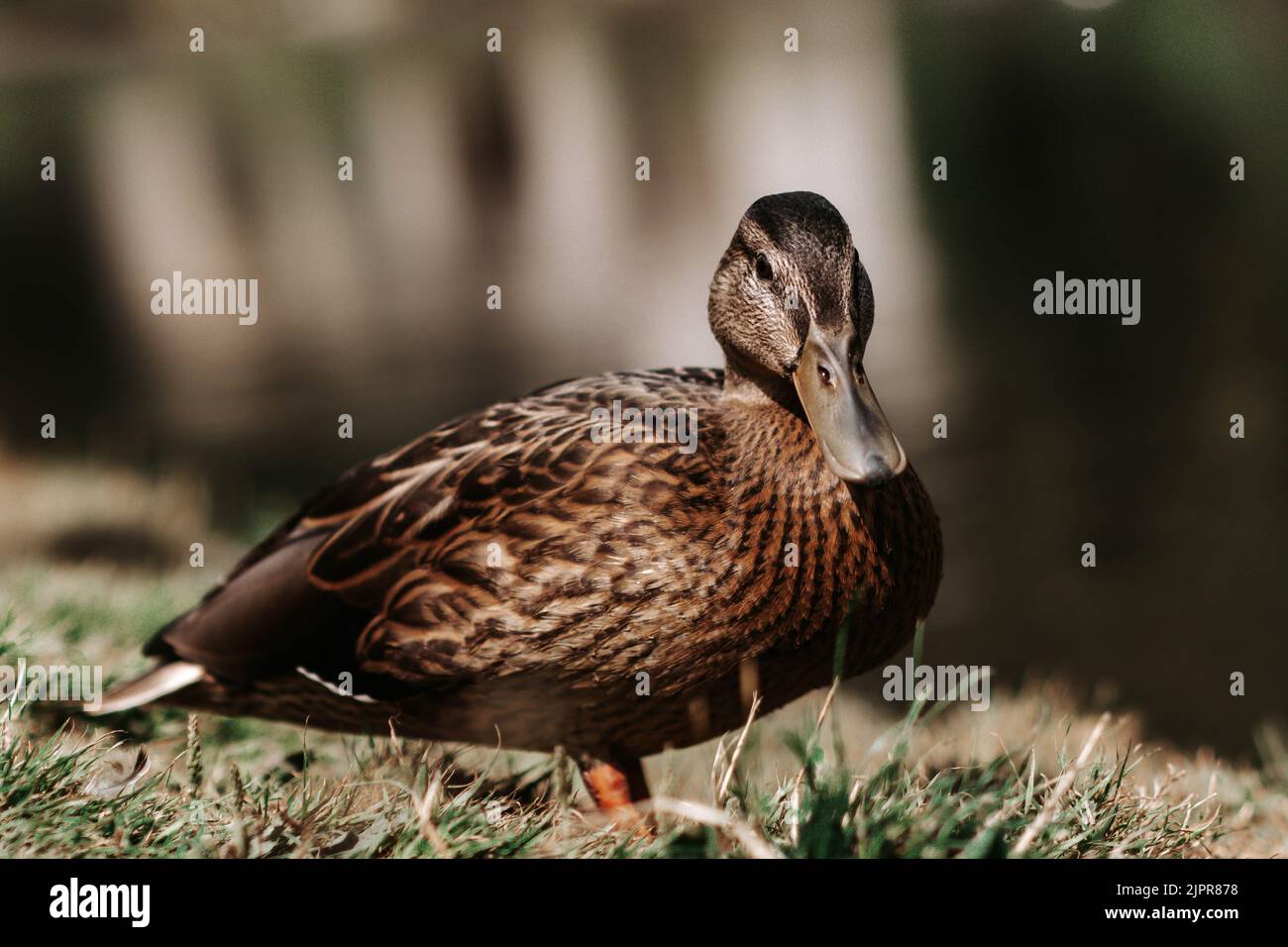 Mallard duck portrait Stock Photo - Alamy