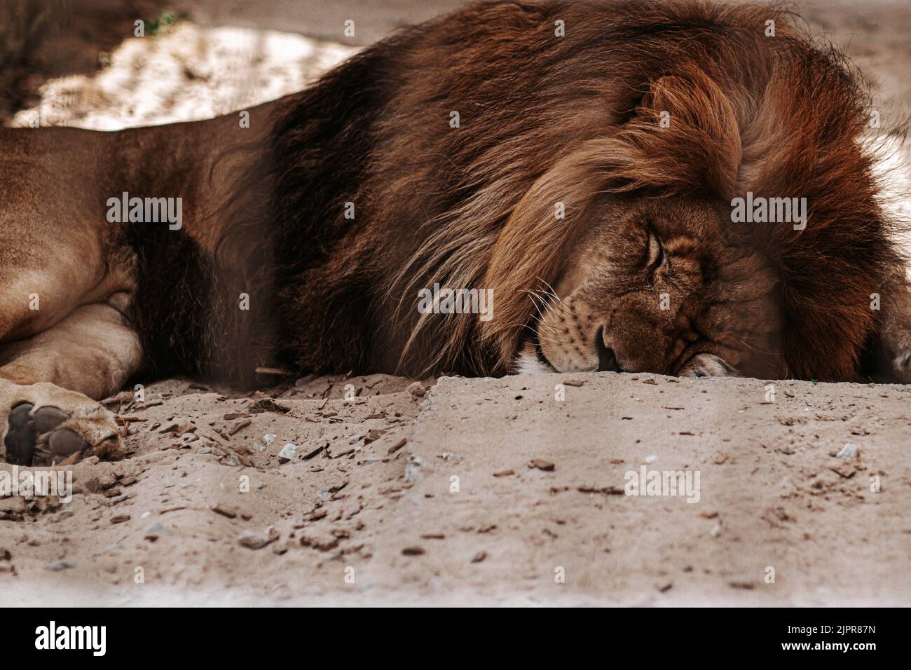 African Lion - Panthera leo sleeping on a sand in ZOO, Slovakia Stock ... African Lion - Panthera leo sleeping on a sand in ZOO, Slovakia Stock ...