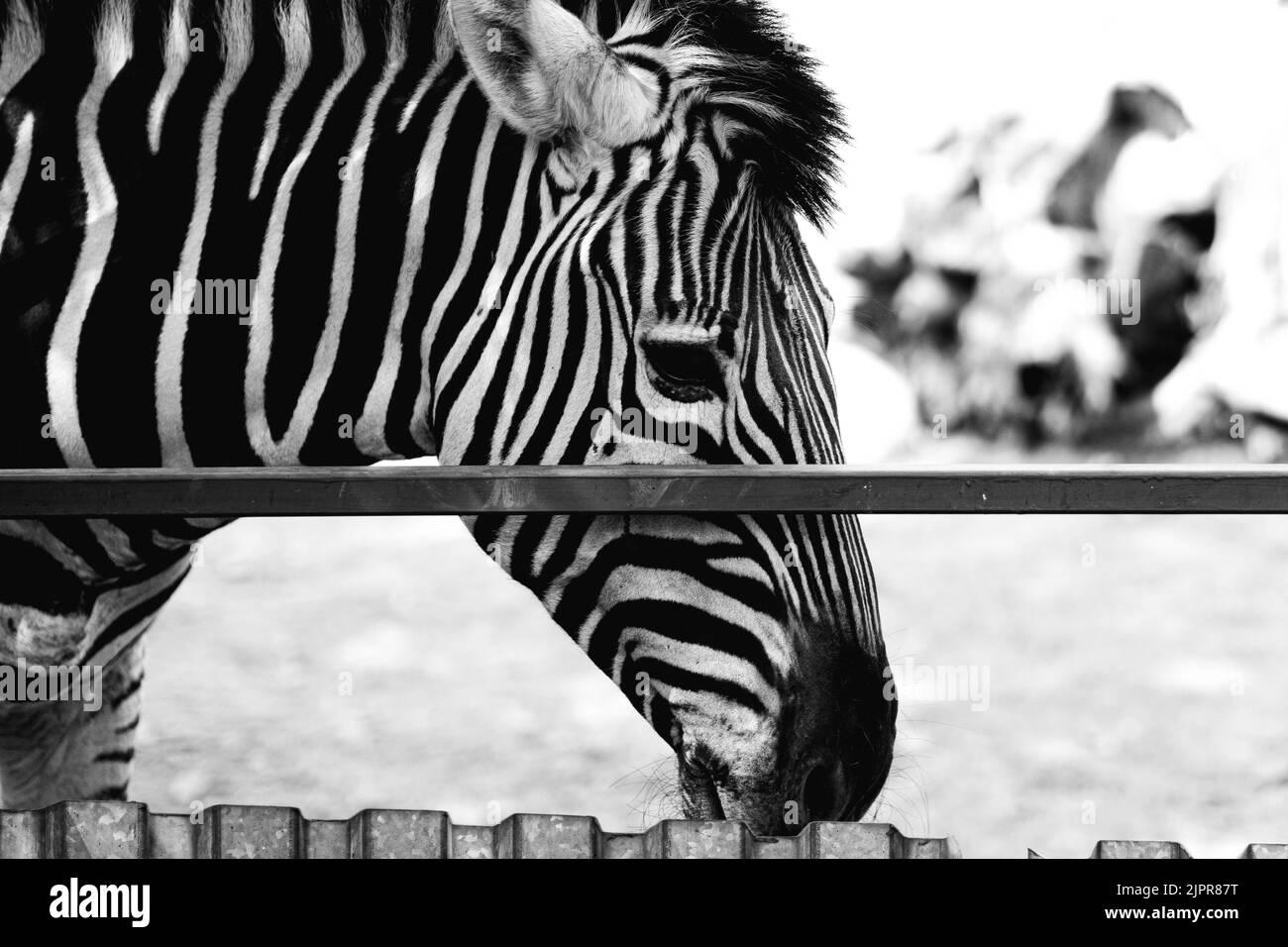 Natural equine portrait hi-res stock photography and images - Alamy