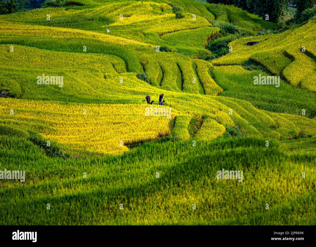 Ethnic farmers carrying rice baskets on back walking trhough ripen rice ...