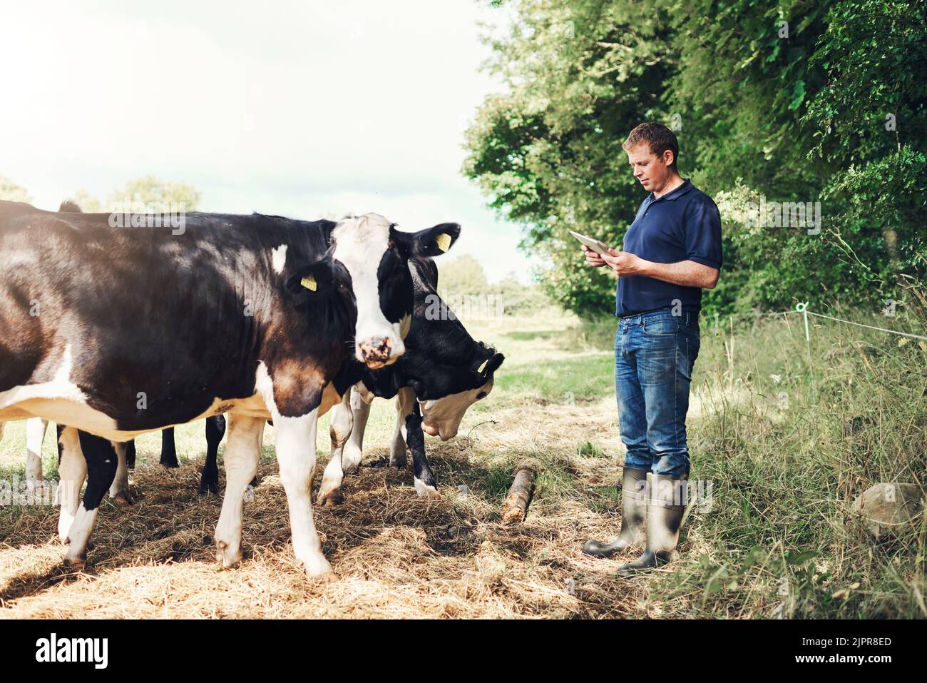 Male cows hi-res stock photography and images - Alamy