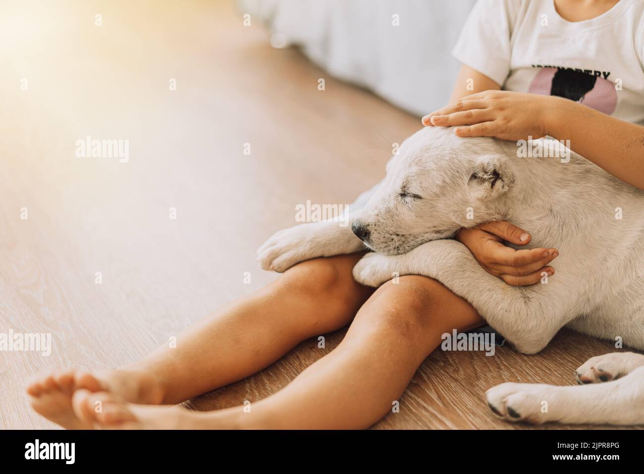 Puppy sleeping on little boy's lap Stock Photo - Alamy