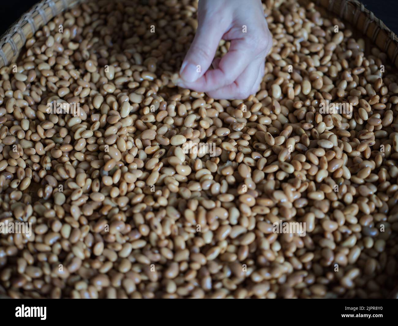Close-up photo the texture of soy bean for HOW to Soy Product: Raw ...