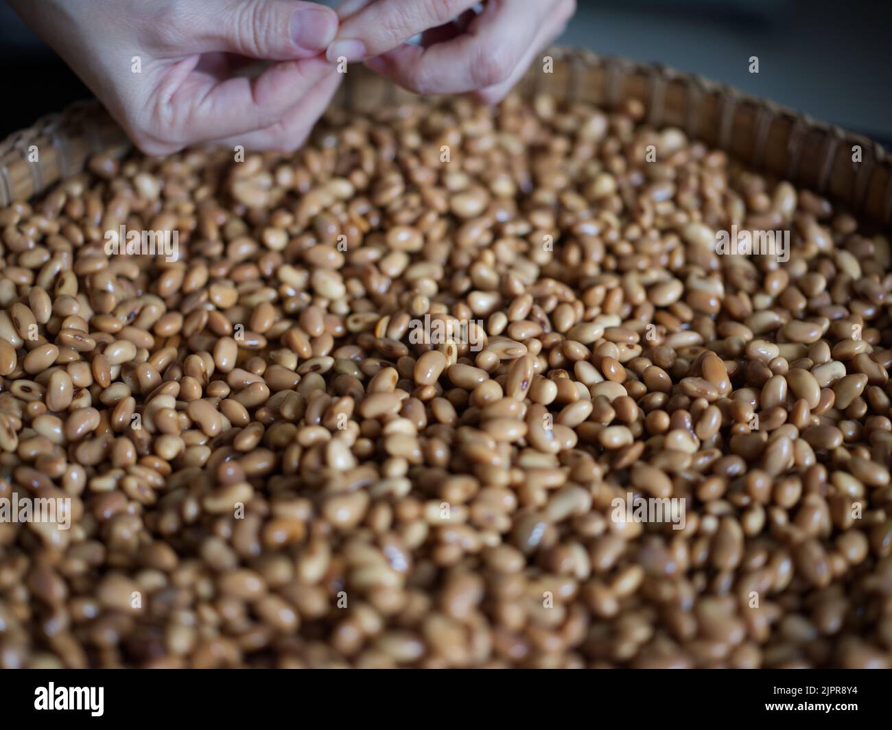Close-up photo the texture of soy bean for HOW to Soy Product: Raw ...