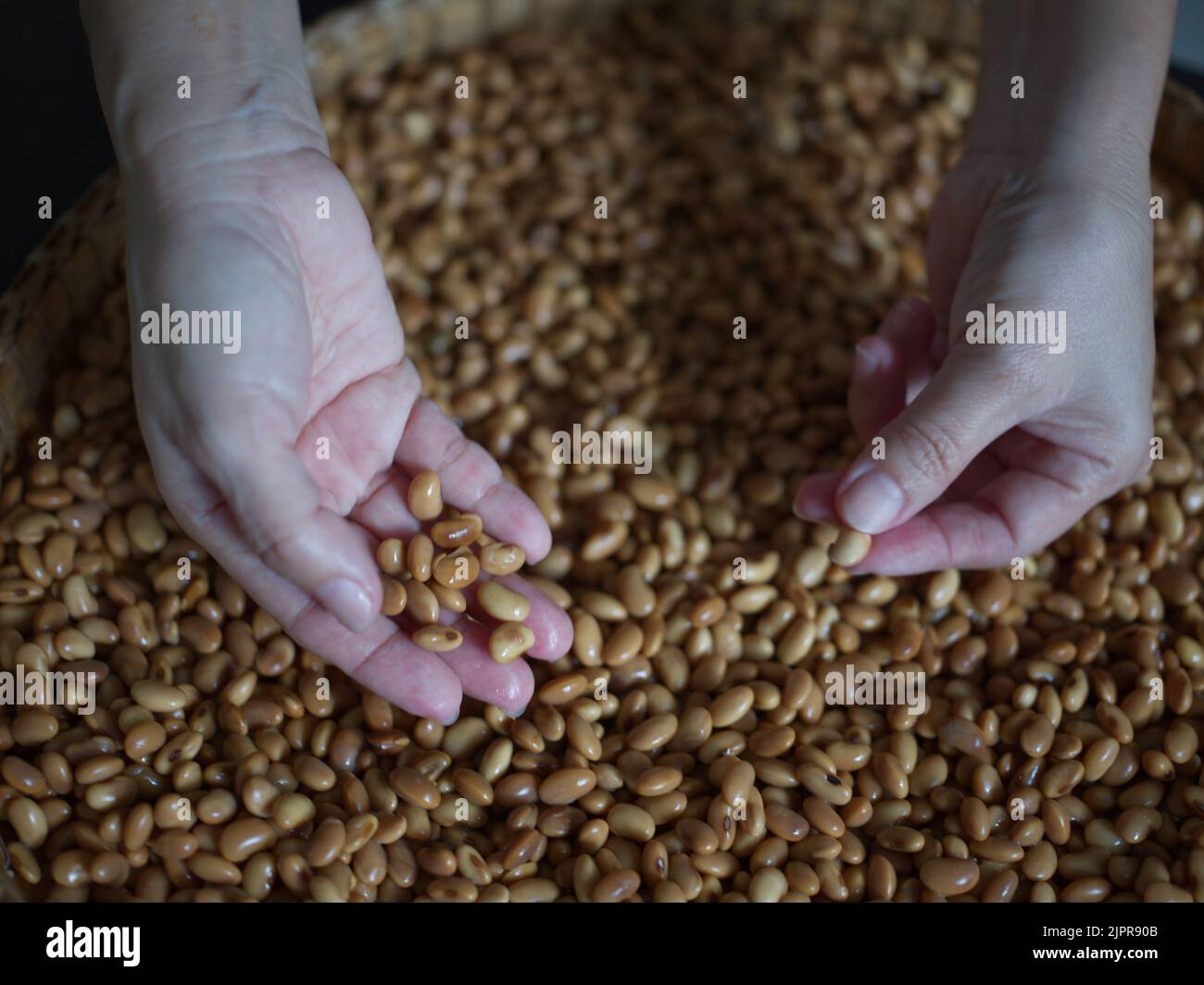 Close-up photo the texture of soy bean for HOW to Soy Product: Raw ...