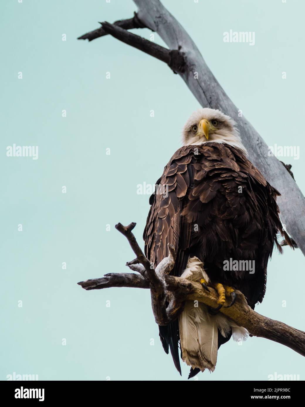 Handsome & beautiful bald eagle spotting on a hiking trail Stock Photo ...