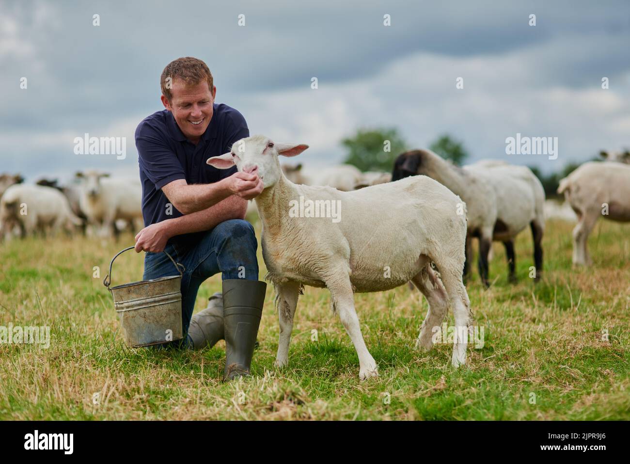 Good life sheep hi-res stock photography and images - Alamy