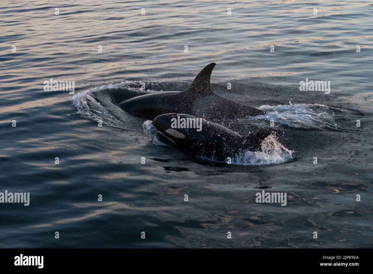 Seattle, USA. 19th Aug, 2022. A rare sighting of an Orca Pod including ...
