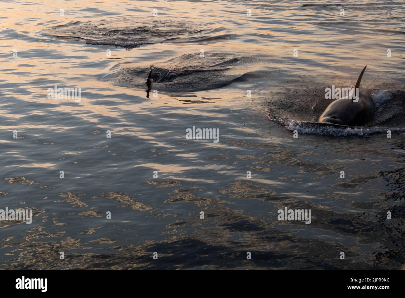 Seattle, USA. 19th Aug, 2022. A rare sighting of an Orca Pod including ...
