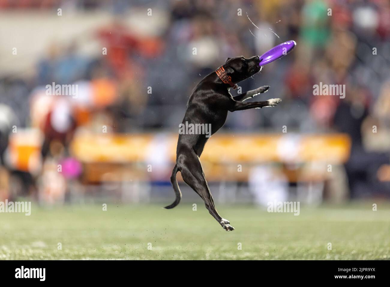 Professional frisbee hi-res stock photography and images - Alamy