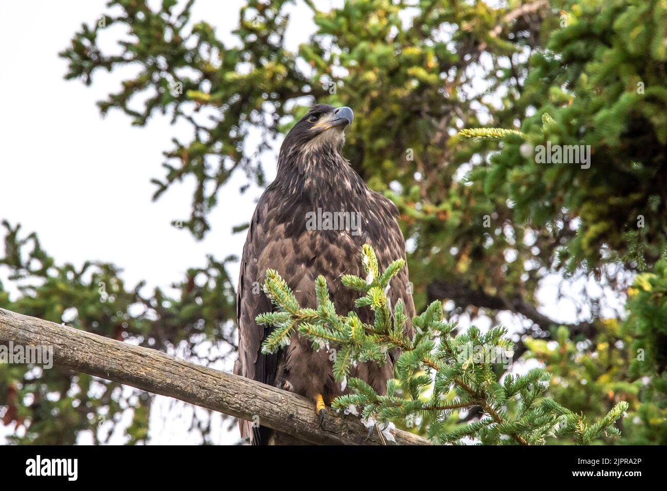 Young juvenile bald eagle sitting in a tree, surrounded by spruce trees ...