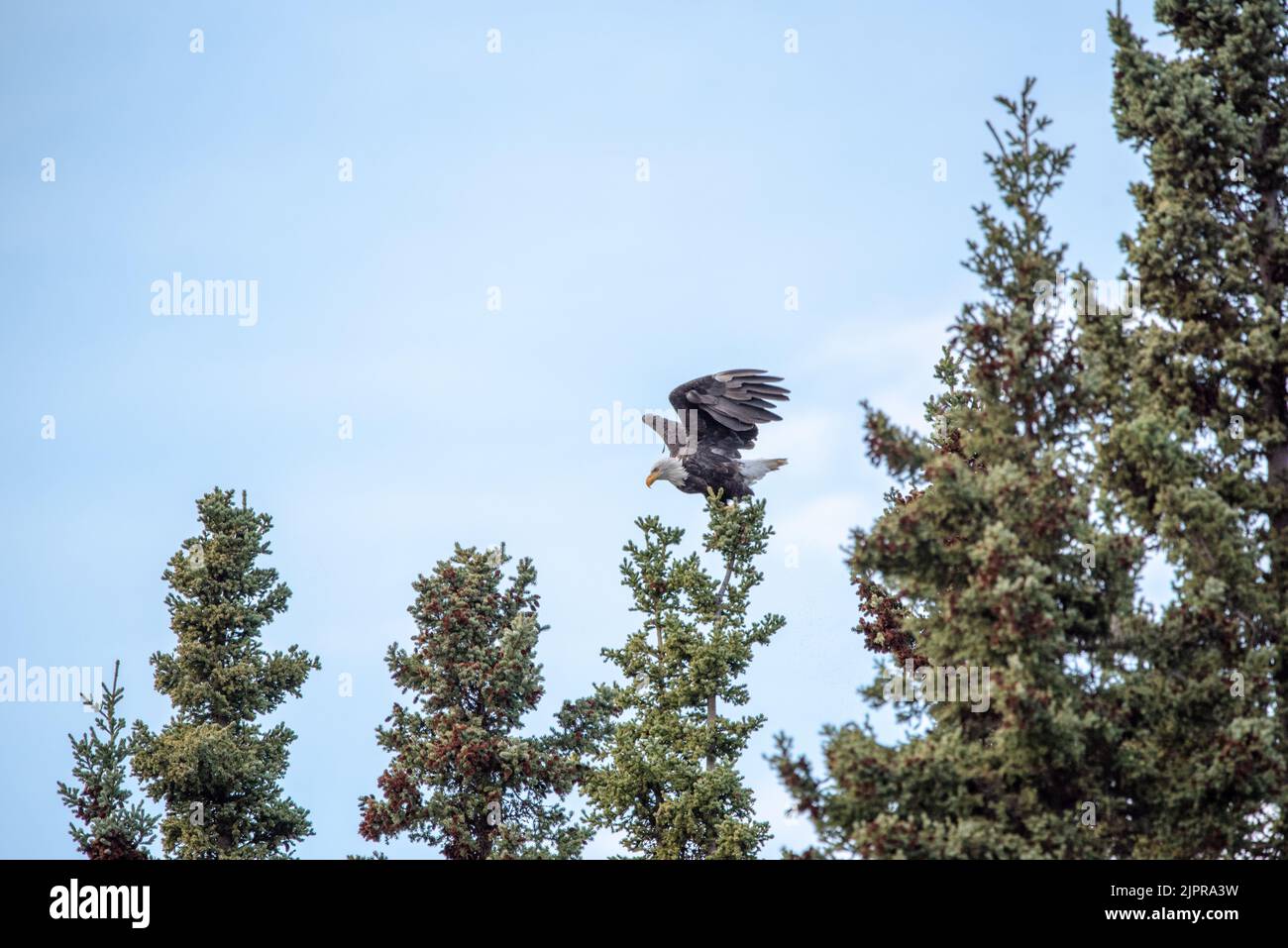 Wild bald eagle seen flying in northern Canada Stock Photo - Alamy