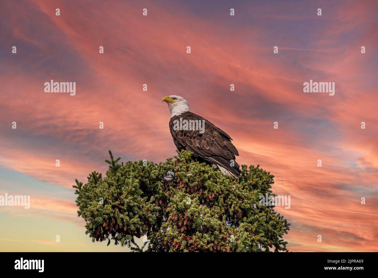 Wild bald eagle seen perched on top of a tree with pastel, sunset pink ...
