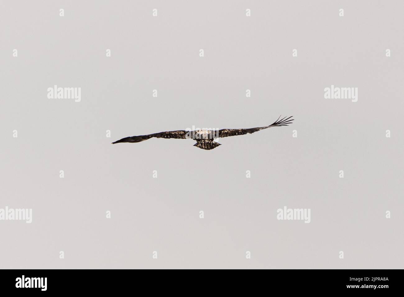 Wild bald eagle seen flying in northern Canada Stock Photo - Alamy