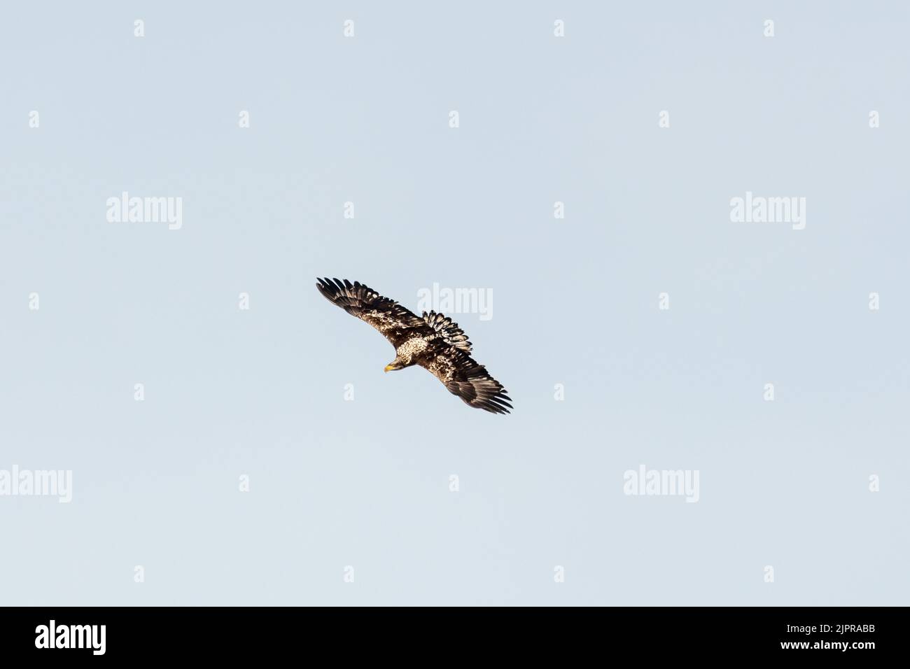 Wild bald eagle seen flying in northern Canada Stock Photo - Alamy