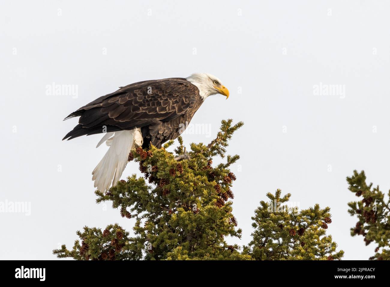 Wild adult bald eagle sitting atop a spruce tree in northern Canada ...