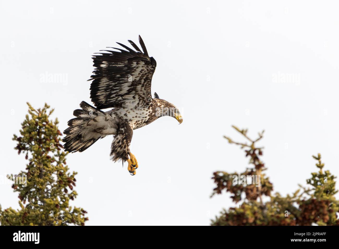 A young eaglet, bald eagle landing on top of a spruce tree with light ...