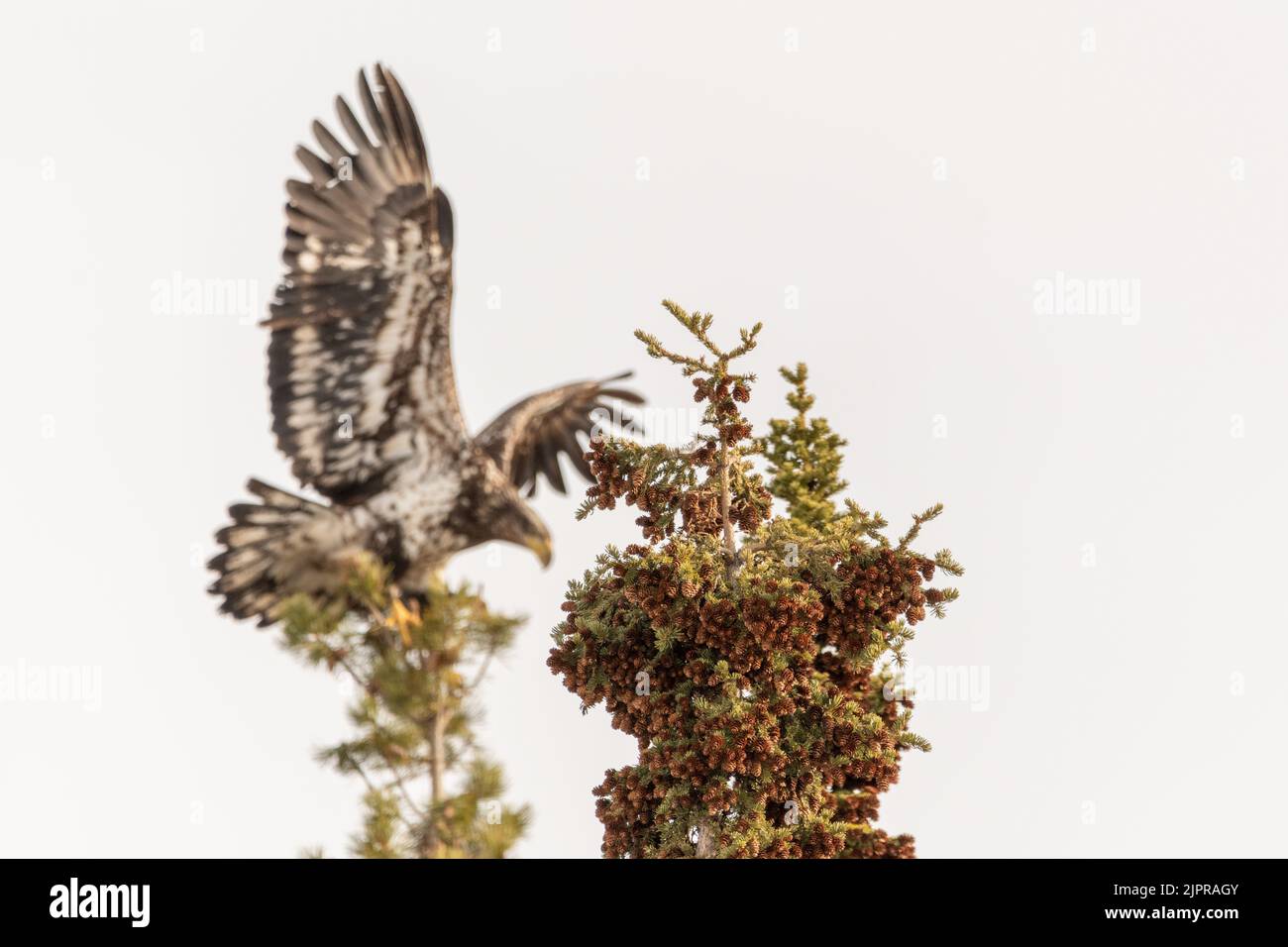 A young eaglet, bald eagle landing on top of a spruce tree with light ...