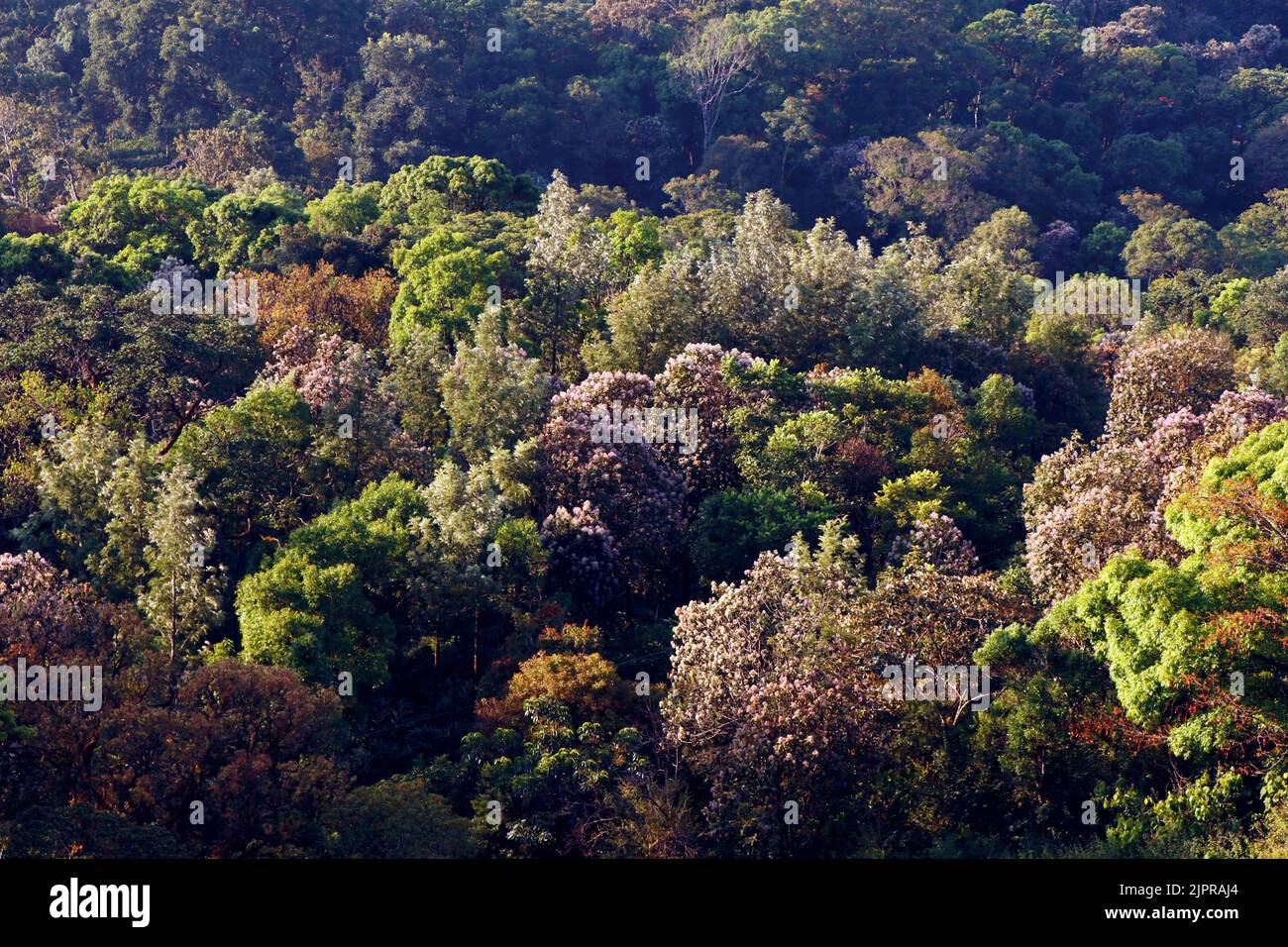 beautiful thick forest top view in western ghats kerala mountain Stock ...