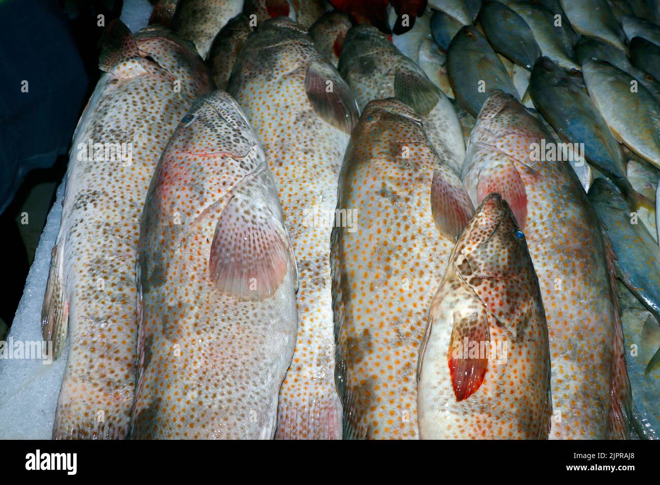 hamour fish ( grouper ) in a market stall on ice for sell in dubai ...