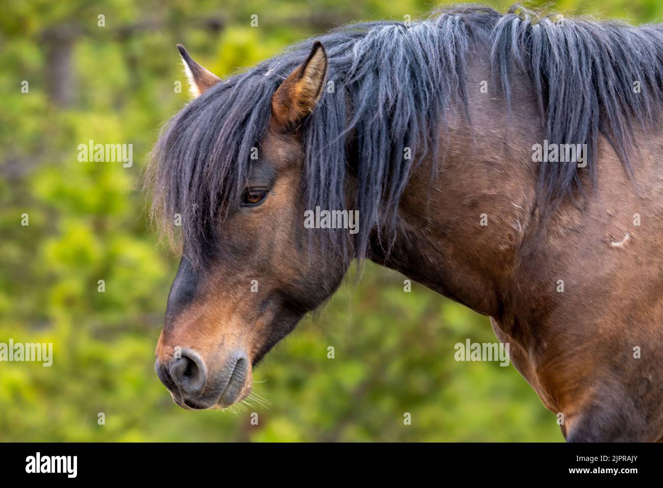 A portrait of Hucul horse posing in the natural blurred background ...