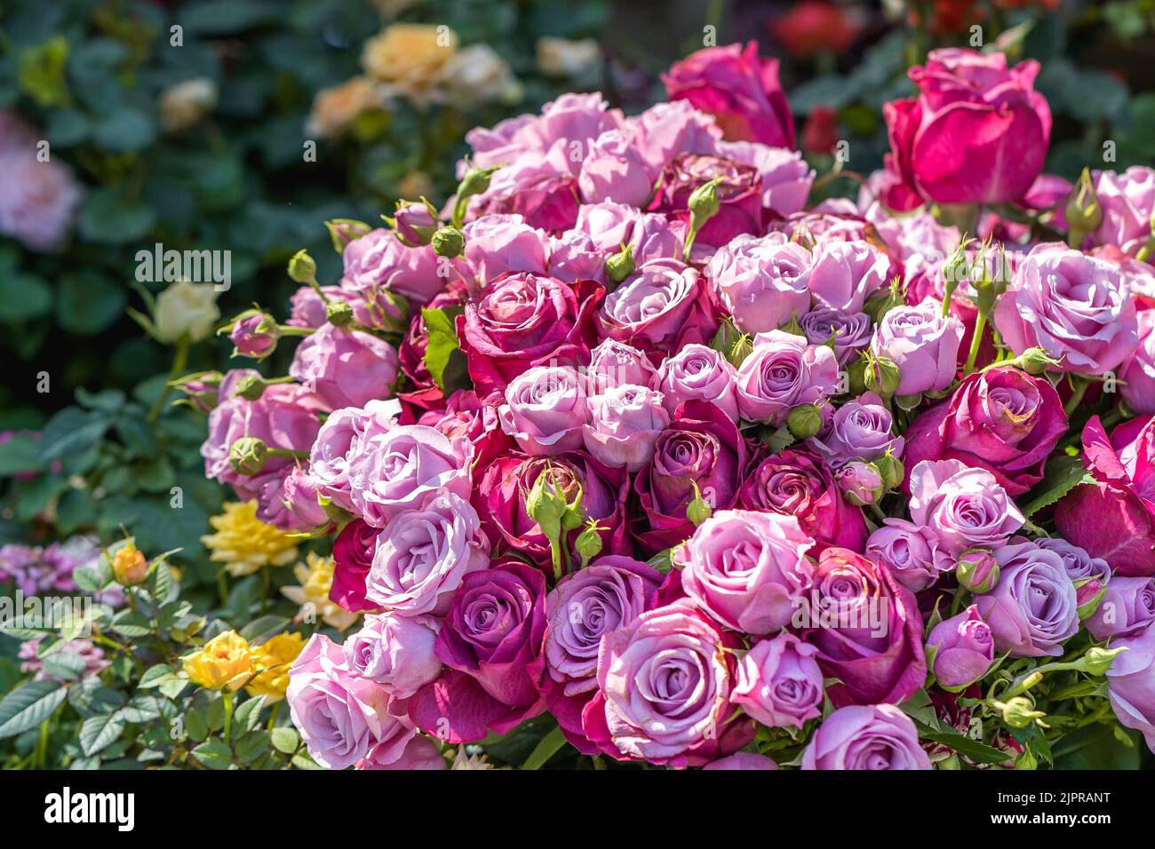Huge bouquet of roses hi-res stock photography and images - Alamy