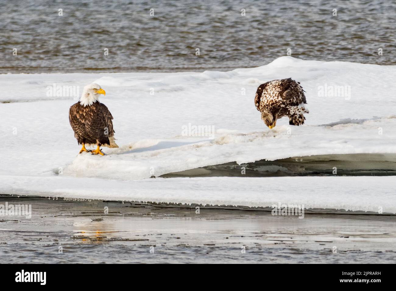 Two bald eagles seen standing on an icy frozen shoreline in spring time ...